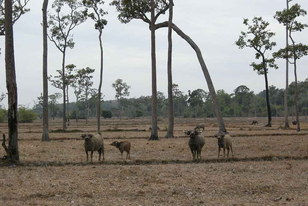 Voyage au Vietnam au cœur du parc national de Cat Tien